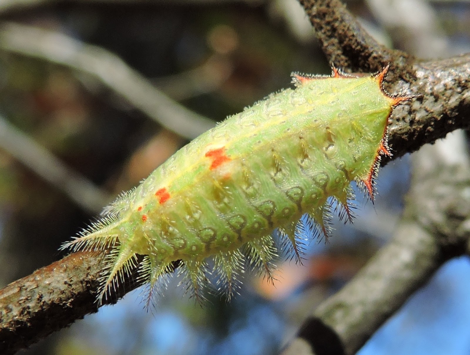 Springfield Plateau: Sluggish Moth Larva
