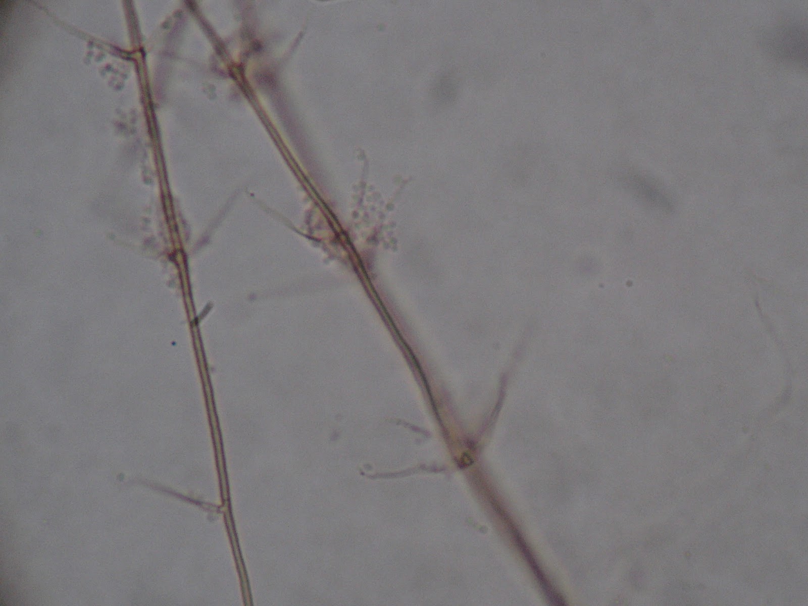 Sustainable Mycology: Tritirachium spp.