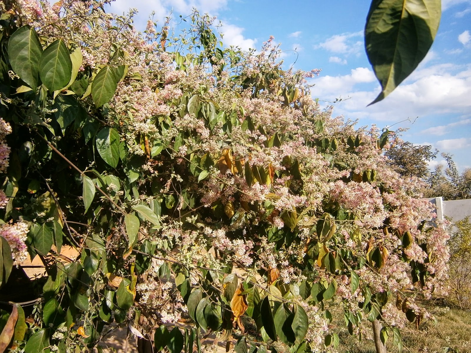 Zelando pela Chacrona e pelo Jagube: Segunda Floração do Jagube! Parte 2