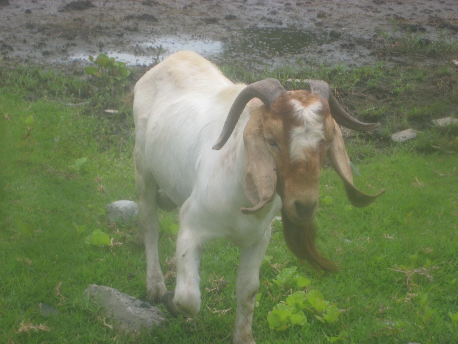 Goodie and Cheapie: Kambing / Goat For Sale Native, Boer and Anglo ...
