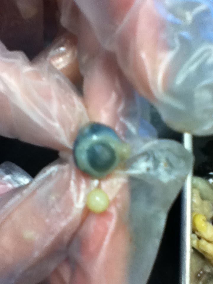 my-brilliant-bio-blog-fetal-pig-dissection