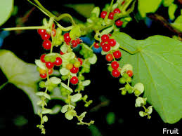 Flora de Puerto Rico Ilustrada Papo Vives: PLANTAS INDESEABLES PARA LOS ...
