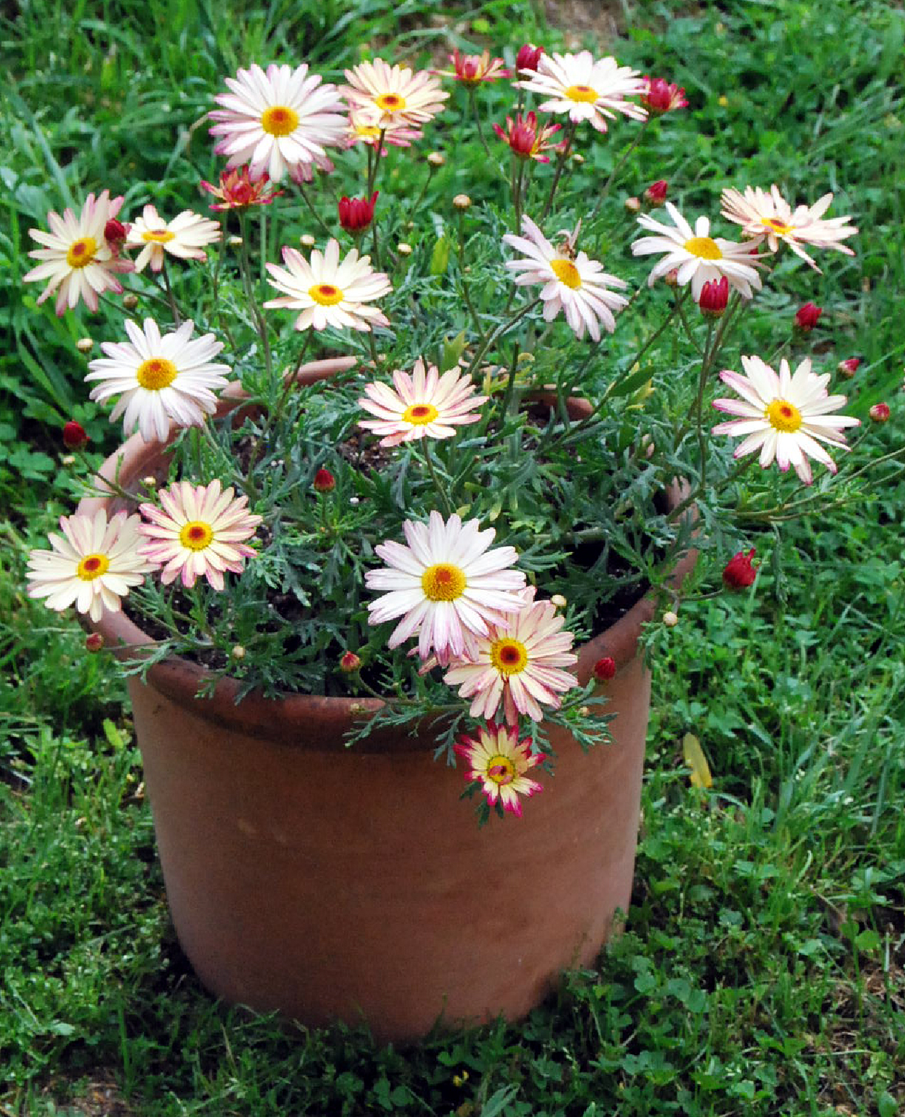 Fotos de flores: MARGARITAS DE VARIOS COLORES