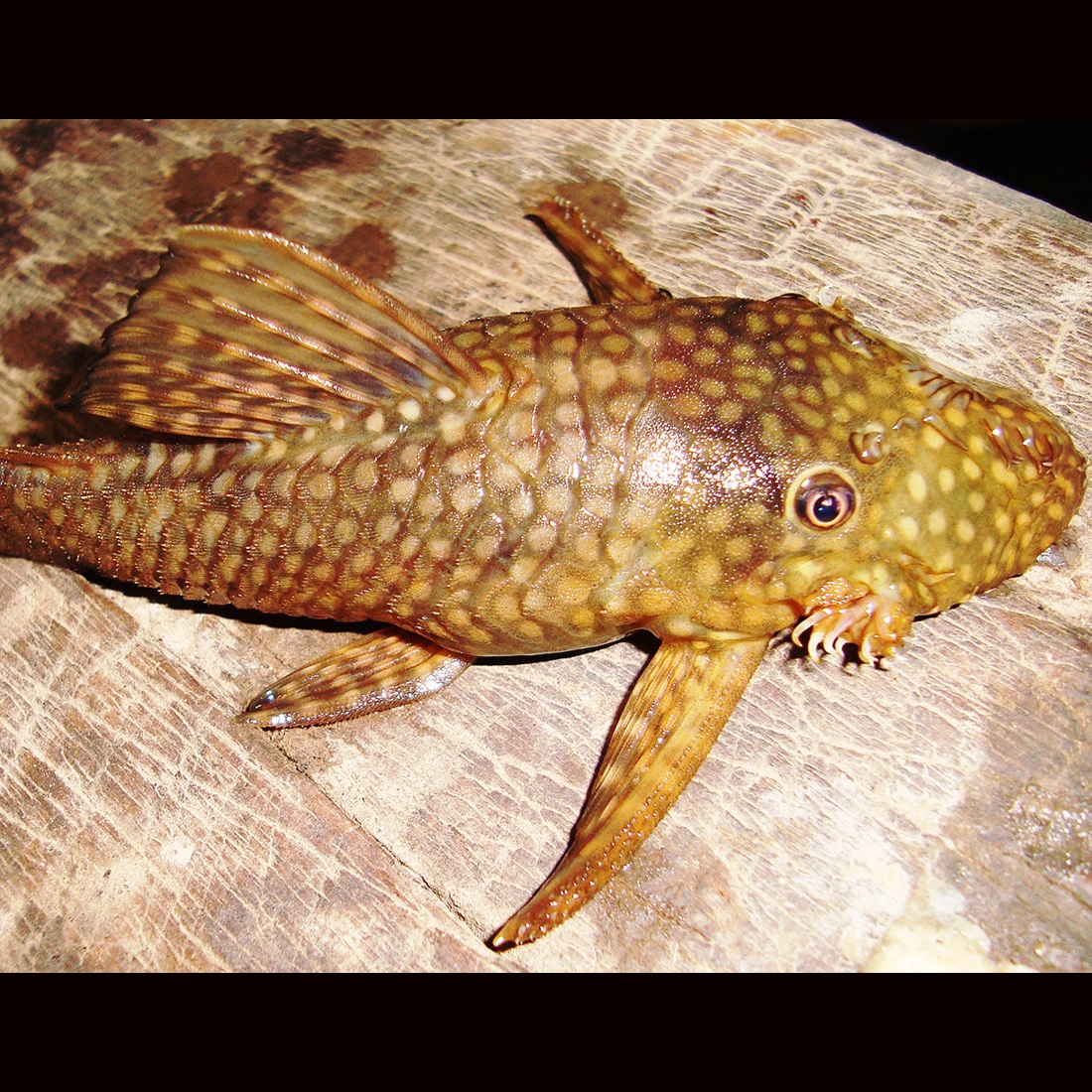 Species New to Science: [Ichthyology • 2018] Ancistrus shuar • Species ...