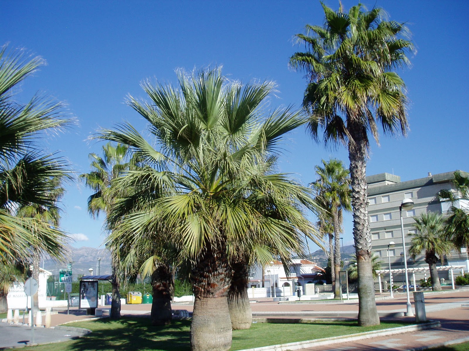 palmera-de-california-washingtonia-filifera-plantas-riomoros
