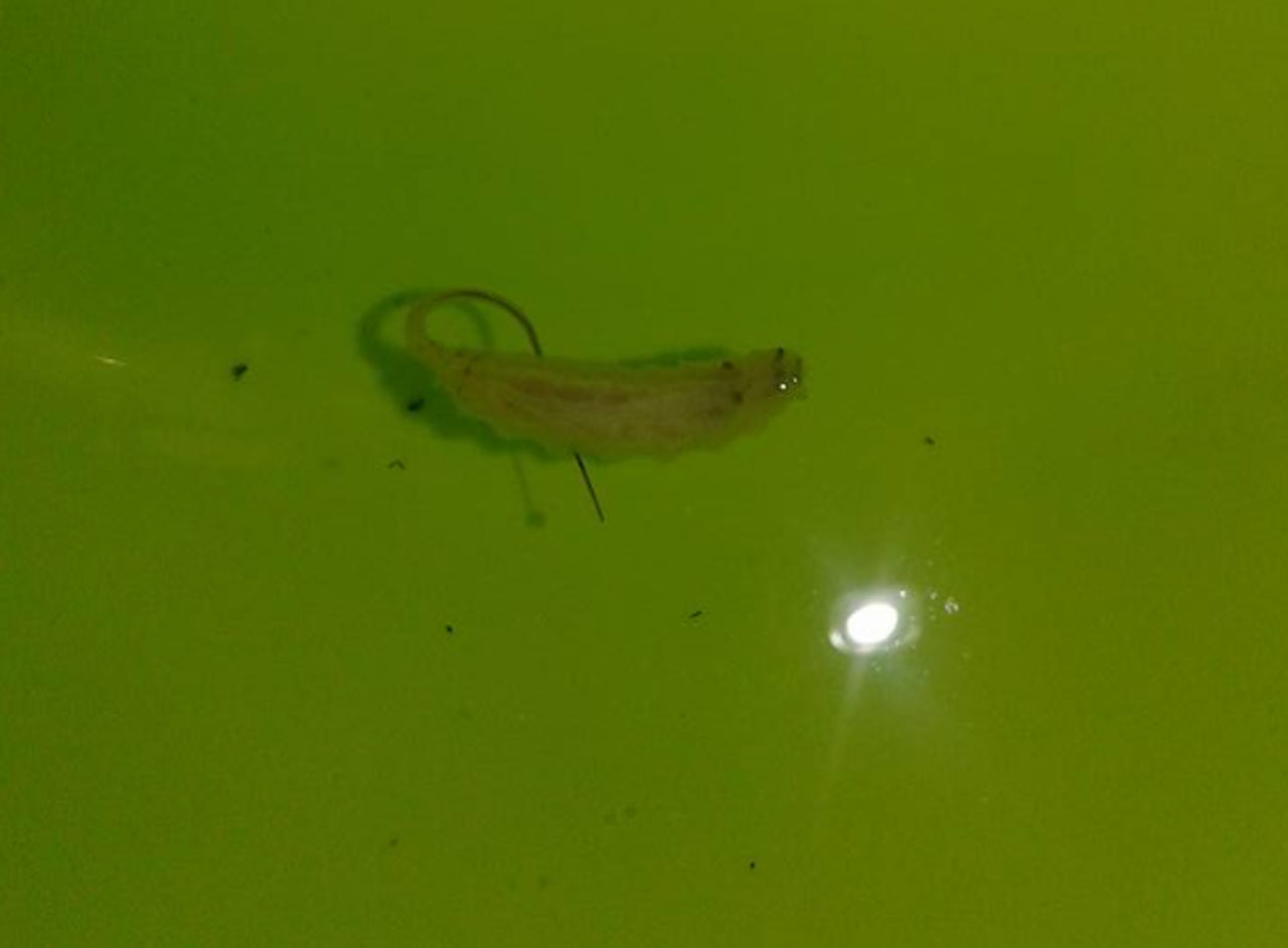 This Video Went Viral Because Of An Alleged Maggot Was Caught From The ...