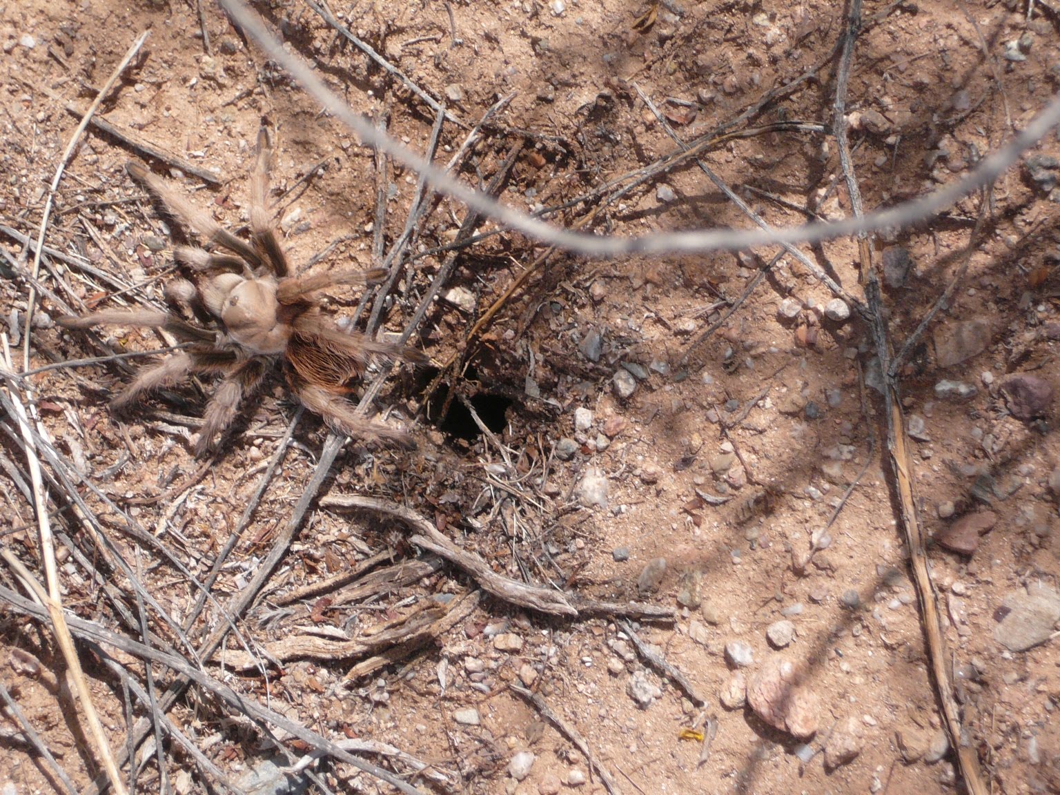 Musing with Marlyss: Tarantula burrows