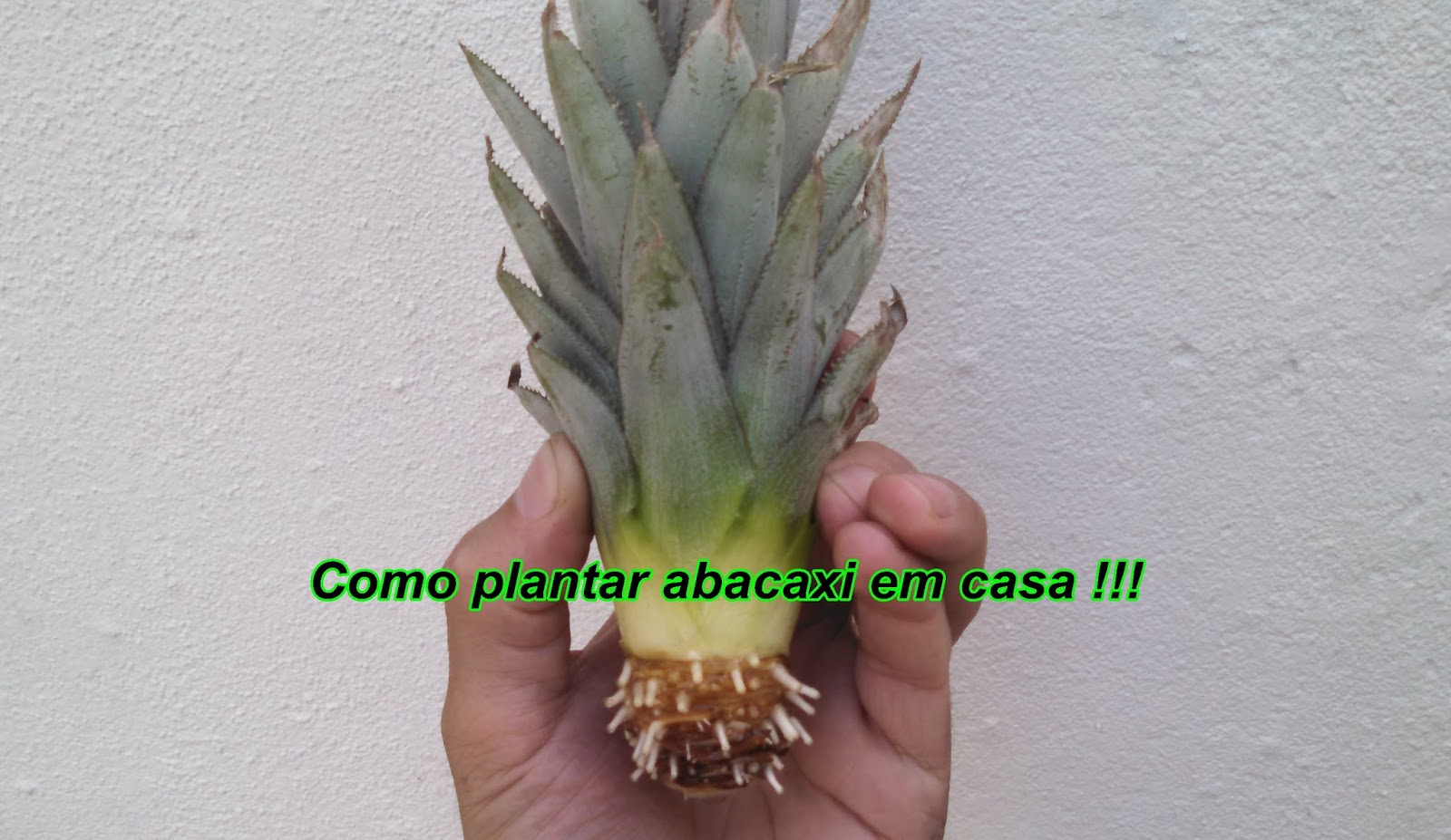 Horta em Vasos do Ricardo: Como plantar abacaxi em casa # ...