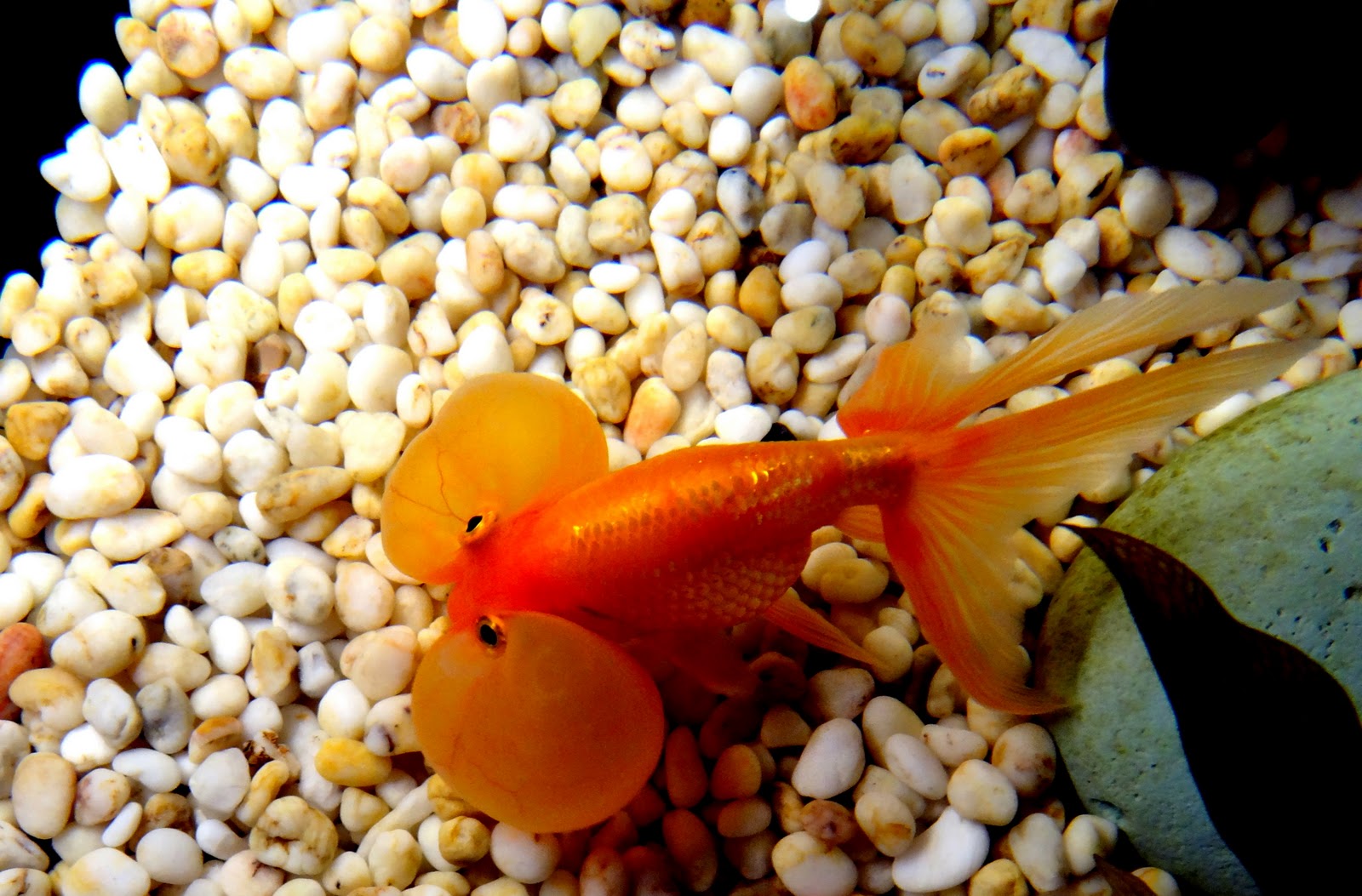 Peces y plantas ornamentales: Carassius Auratus - Goldfish