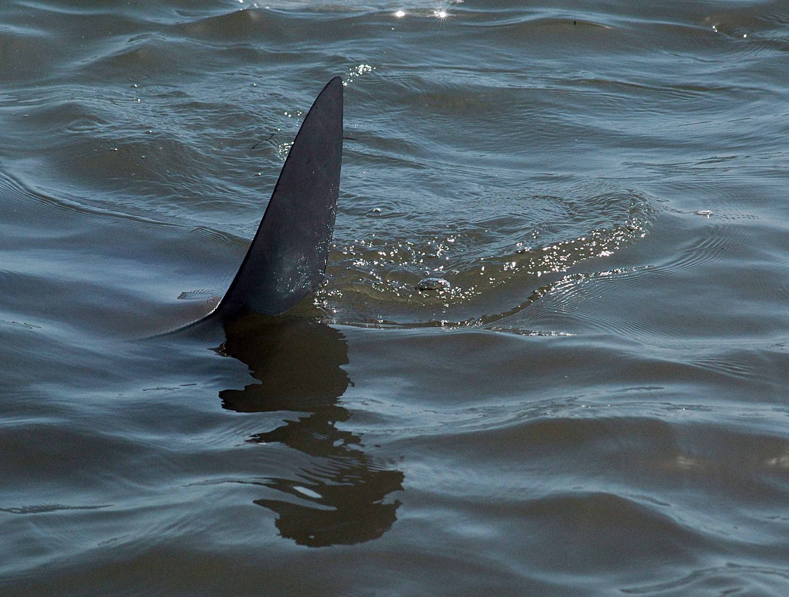 Fauna del Camp i la Conca.: de setembre 2011