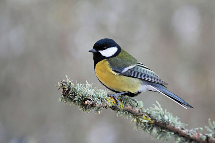 VKrK Liia klassi ajaveeb : Aasta 2016 lind, loom ja puu