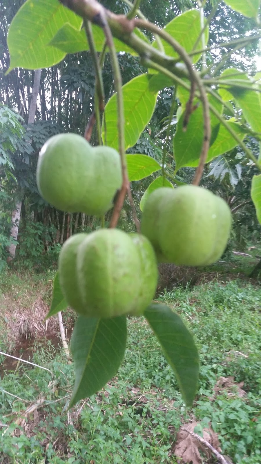 Warisan Petani: Buah Getah.