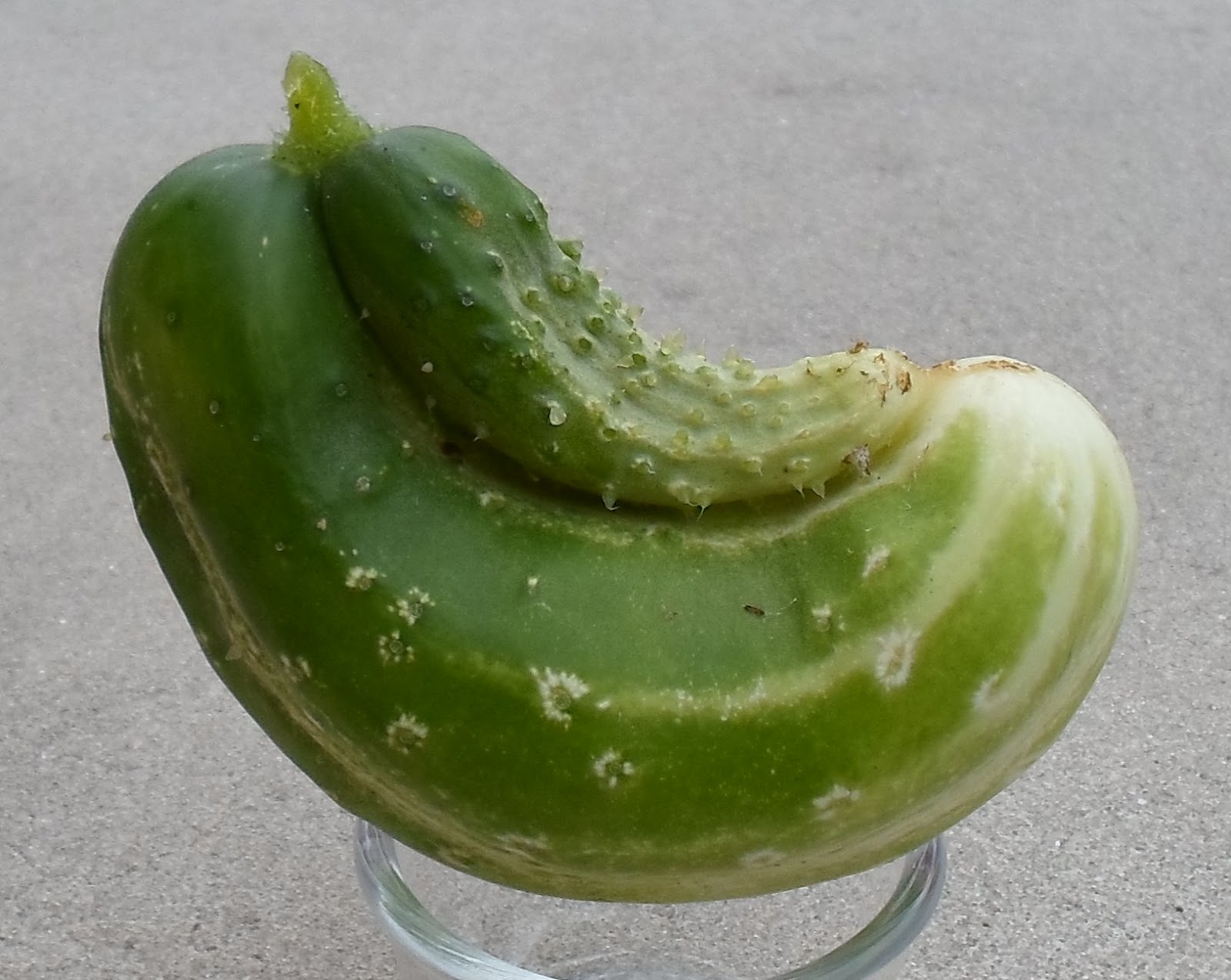 Happier Than A Pig In Mud: Odd Cucumber?
