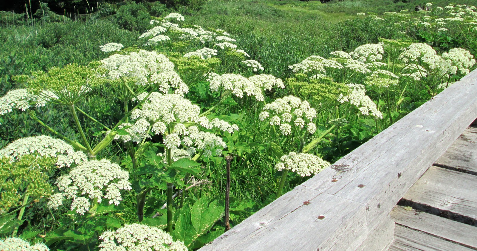 A Grand Adventure: Here a Pushki, There a Pushki, Everywhere a Pushki