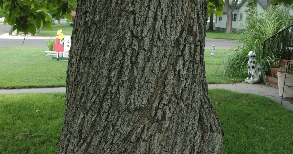 CO-Horts: Tree Trunks Tell A Story