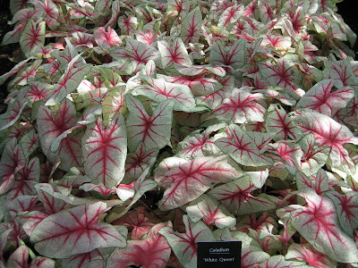 Caladium Collection - 2016 | Rotary Botanical Gardens