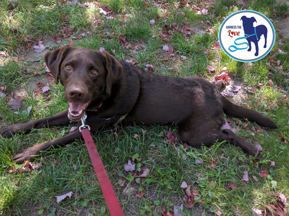 Dog The Best friend: Happy Dogs Inward Harnesses: Photos