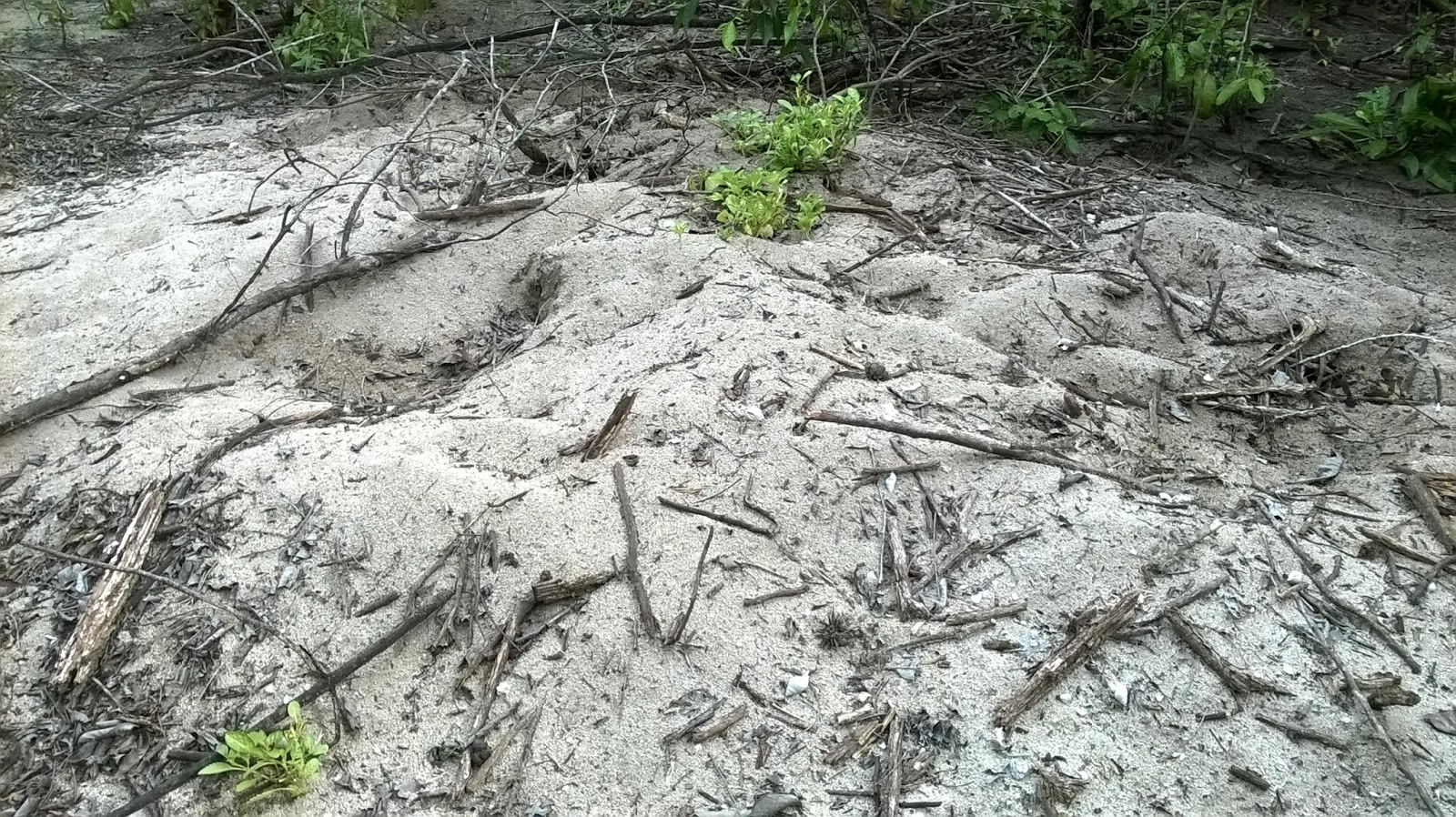 TRAVEL AND LEISURE IN BORNEO: MANTANANI ISLAND: In Search of the ...