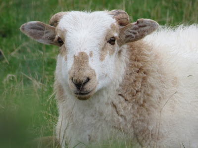 Camping Adventures: Our Semi-Wild Adventure