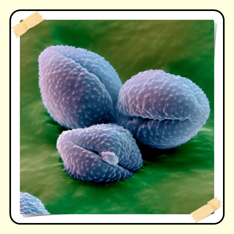 Witty Nity: Pollen Under a Microscope
