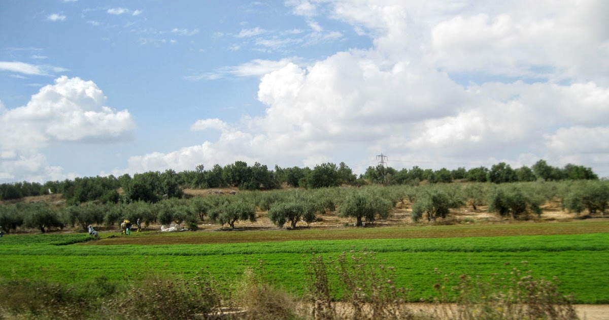 Jerusalem Hills daily photo: Down on the farm