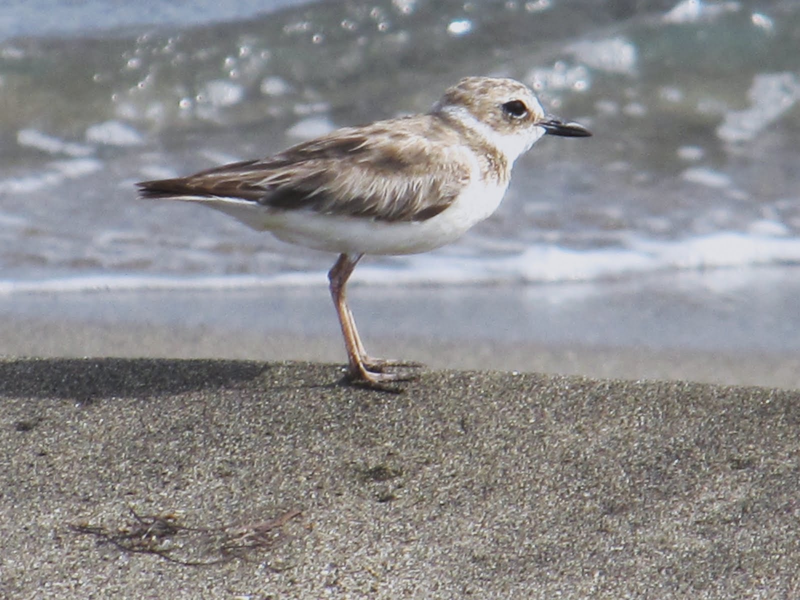 BirdsEyeViews: St. Kitts Birds