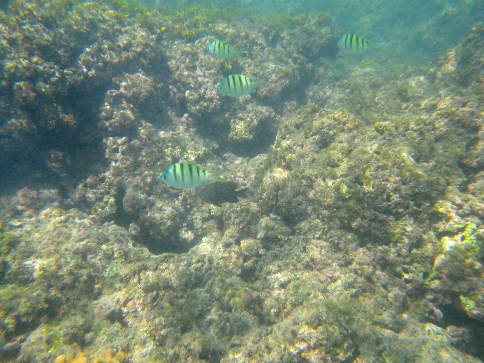Psychedelic Waterfall: Christmas Wrasse, Manini fish and started a new ...