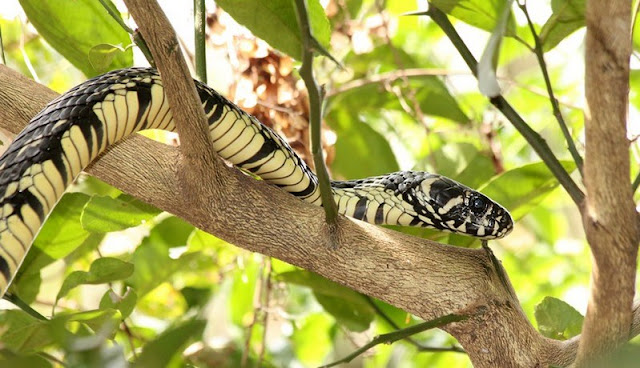 Ofidico: Spilotes Pullatus