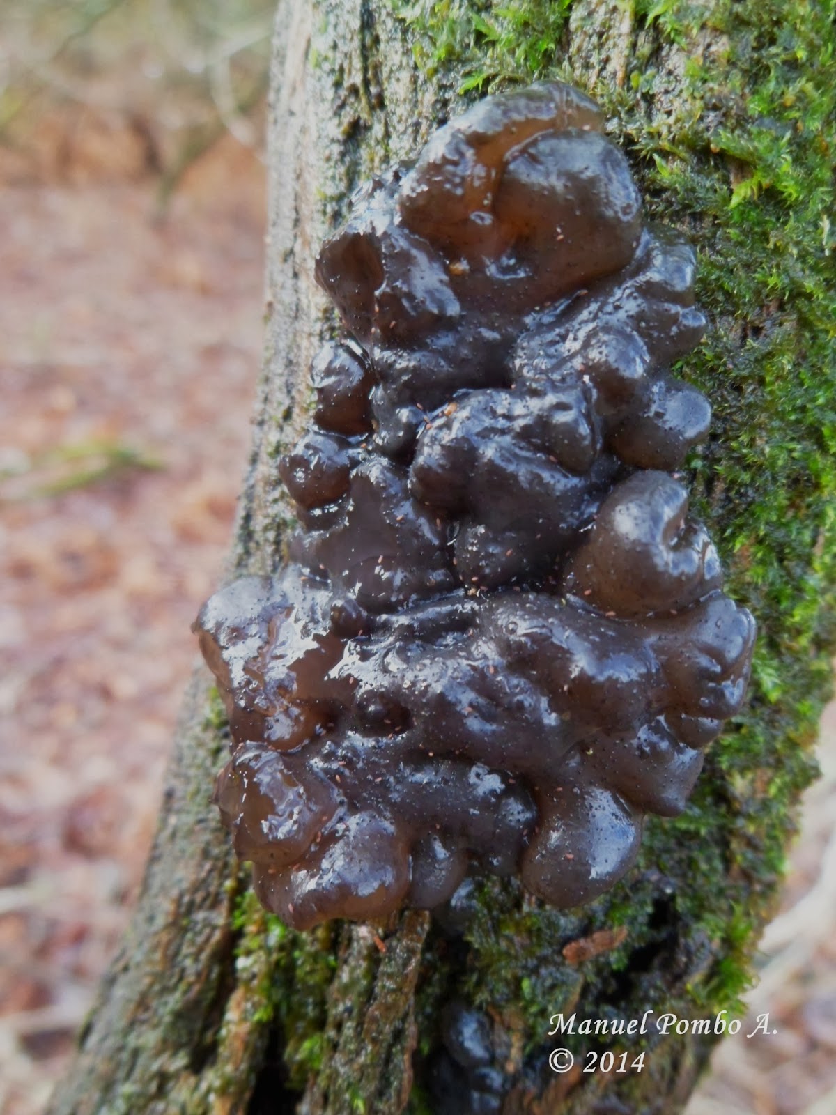 Un micólogo aficionado: Exidia glandulosa