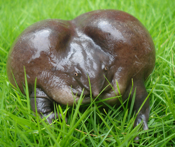 Adam's Amazing Book: Amazing Frogs