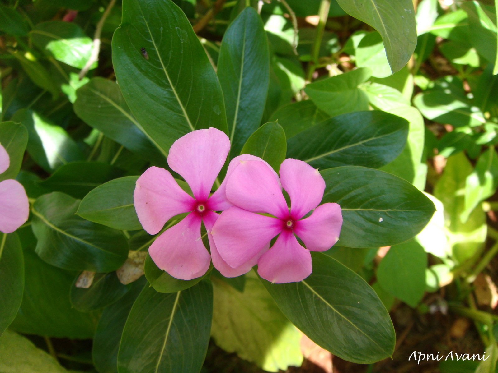 Vinca Rosea Flowers Of Canada at Minnie Steadman blog