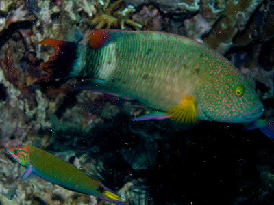 IKAN LAUT ASLI INDONESIA: Keling