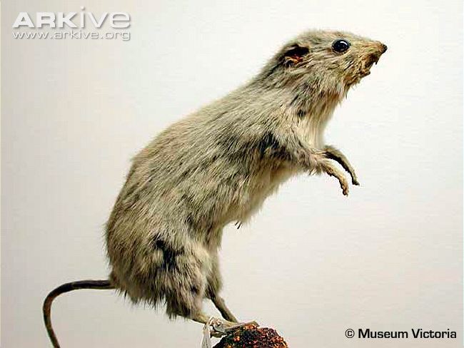 Let's Draw Endangered Species! : ): Stick-nest Rat