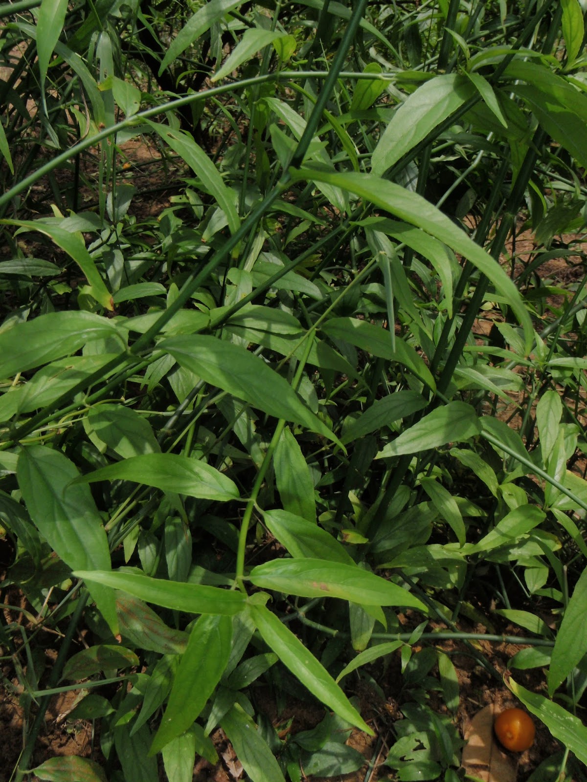 SRI AMAR SABAH SNAKE GRASS: GOUT