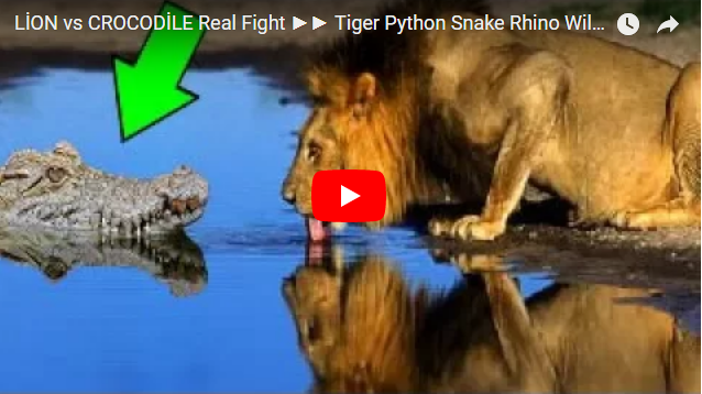 LİON vs CROCODİLE Real Fight Tiger Python Snake Rhino Wild Dogs - Giant ...
