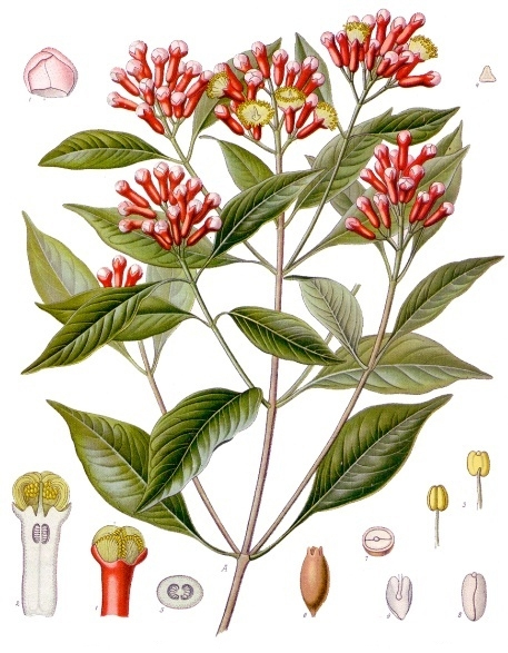 Tumbuhan Cengkeh: Klasifikasi, Ciri-ciri, Manfaat, dan Kandungan - SIAP ...