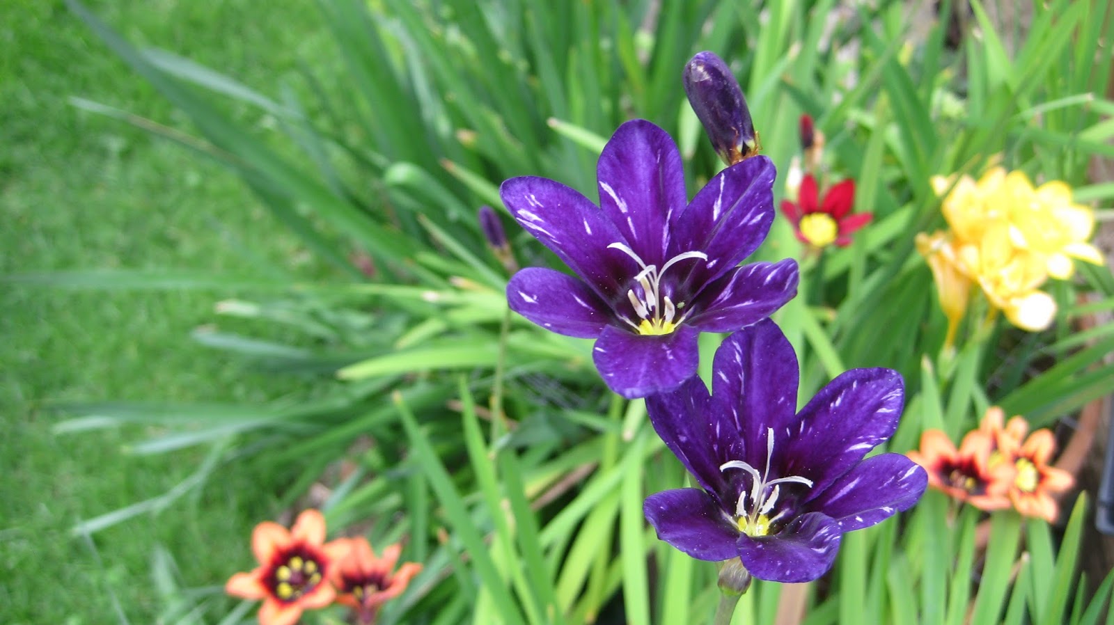 Studio/Garden: Sparaxis