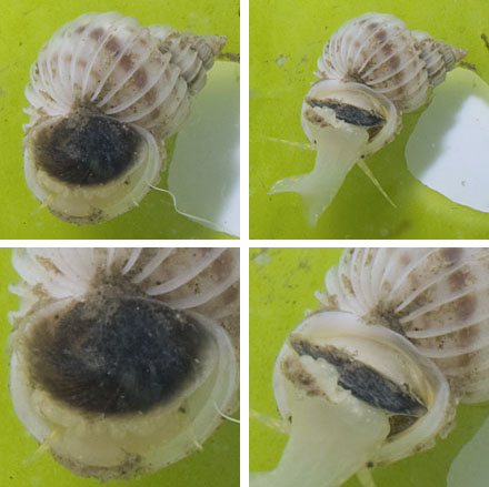 wild shores of singapore: Seletar surprises: Strange snail, slugs and ...