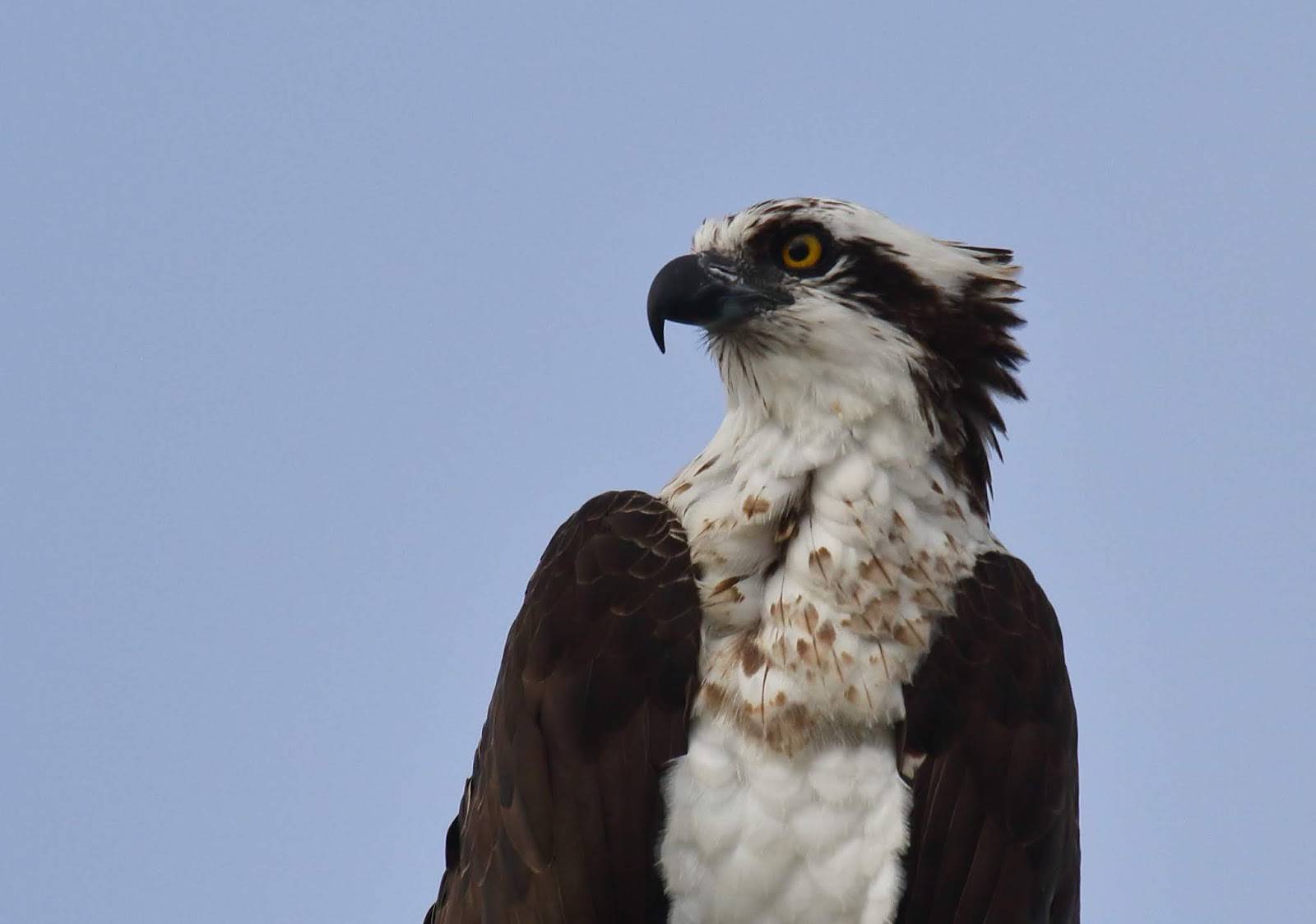 Osprey portrait: Oceanside - Greg in San Diego