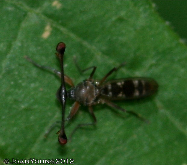 South African Photographs: Stalk-eyed Fly ( Diasemopsis)