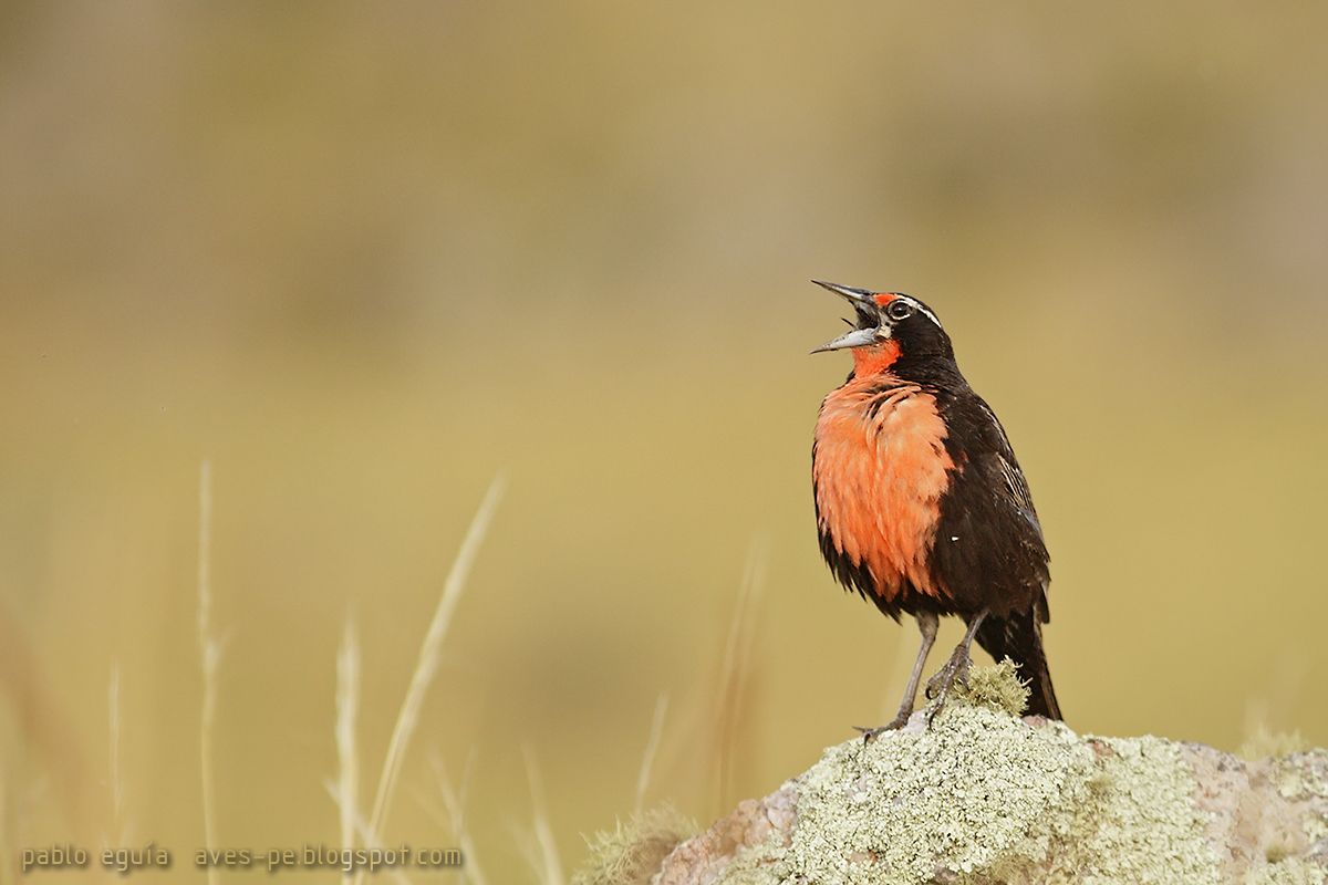mis fotos de aves: Leistes loyca Loica Long-tailed Meadowlark