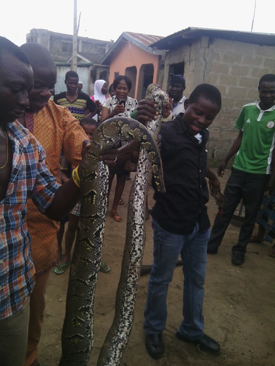 Welcome To Smart Alisha's Blog: See The Big Snake That Was Killed In ...