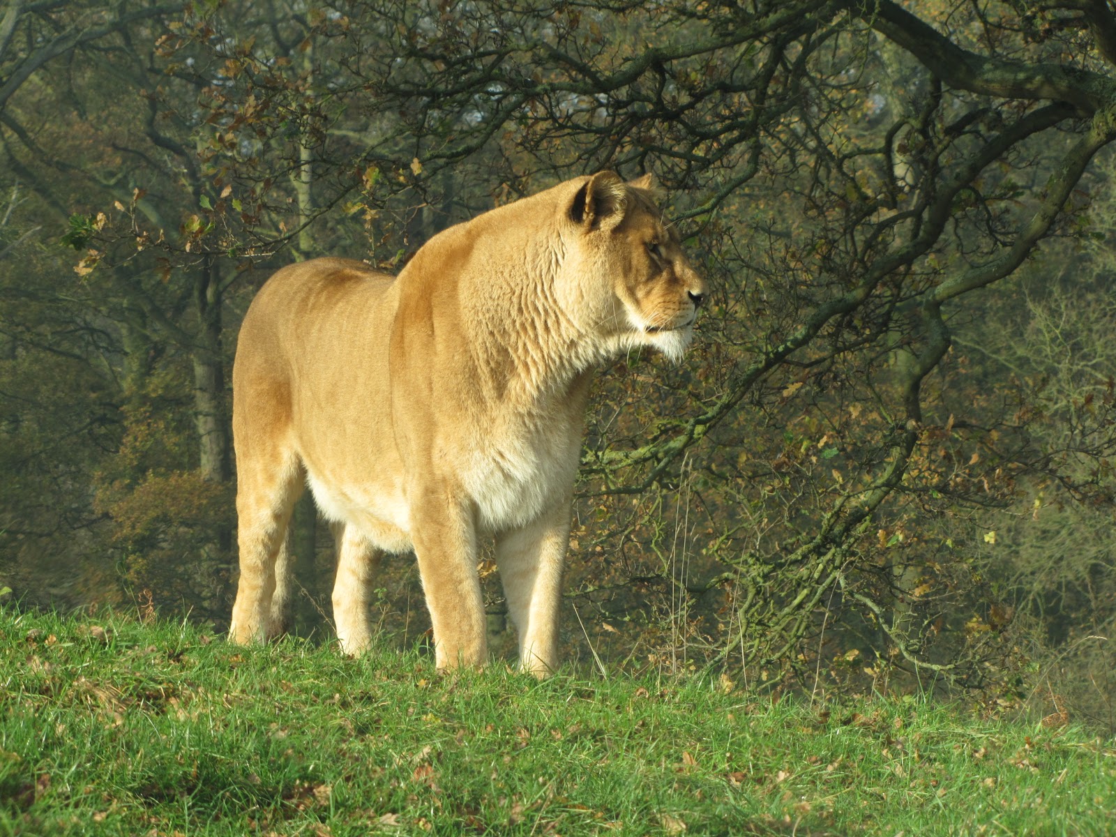 Pics of lion's neck musculature - Page 18 - Animal vs Animal