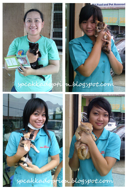 SPCA KK ADOPTION PROGRAMME: Four Kittens Adopted