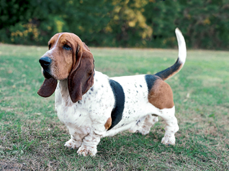 Basset Hound Animal Information And Pictures | All Wildlife Photographs