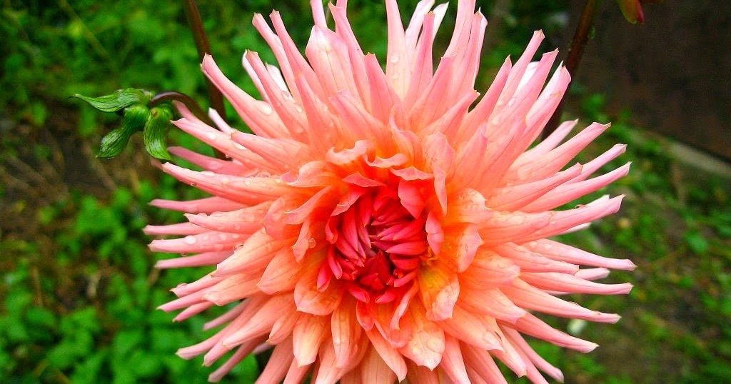 Baru 12+ Bunga Yang Melambangkan Persahabatan, Gambar Bunga