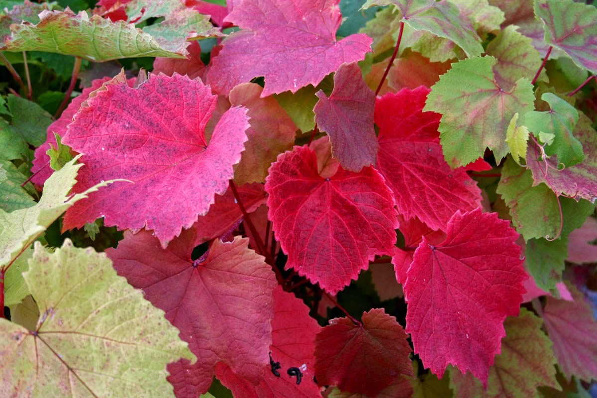 Trees Planet: Vitis coignetiae - Crimson Glory Vine