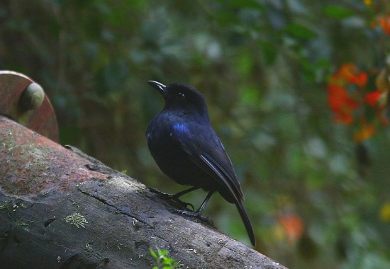 Sri Lankan Endemic Birds: Lanka Arangaya - Sri Lankan Whistling -Thrust ...