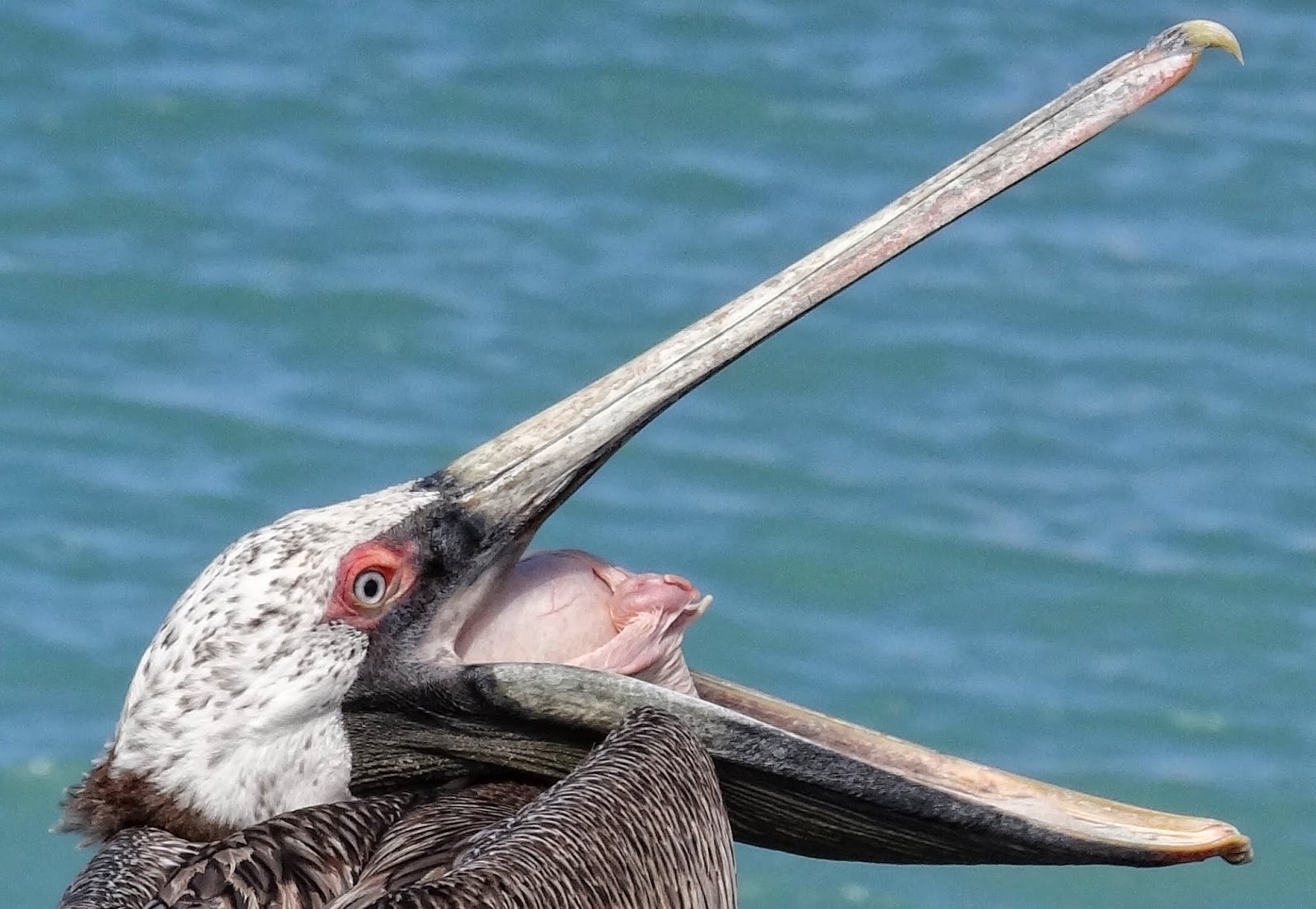 WildLife: The Pelican Beautiful Bird Wallpapers & Facts 2014