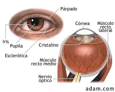 El blog de jocassan: Cuerpo extraño en el ojo. ¿Qué se puede hacer?